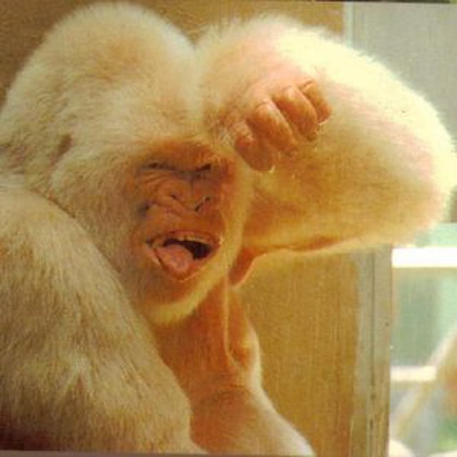 Macaco Branco