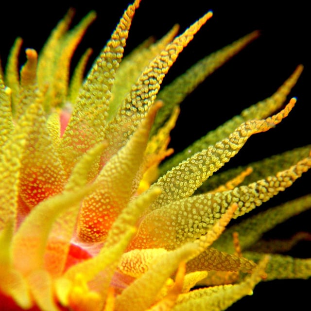 Sun Corals Direct