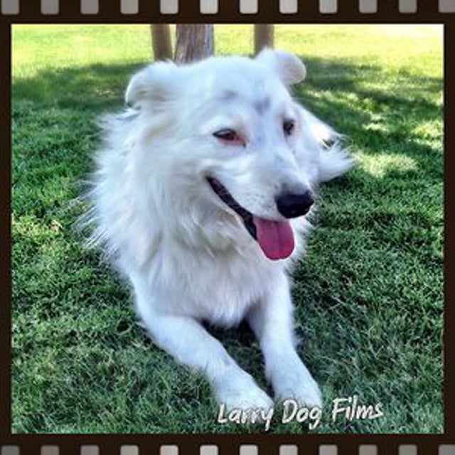 Larry Dog Films