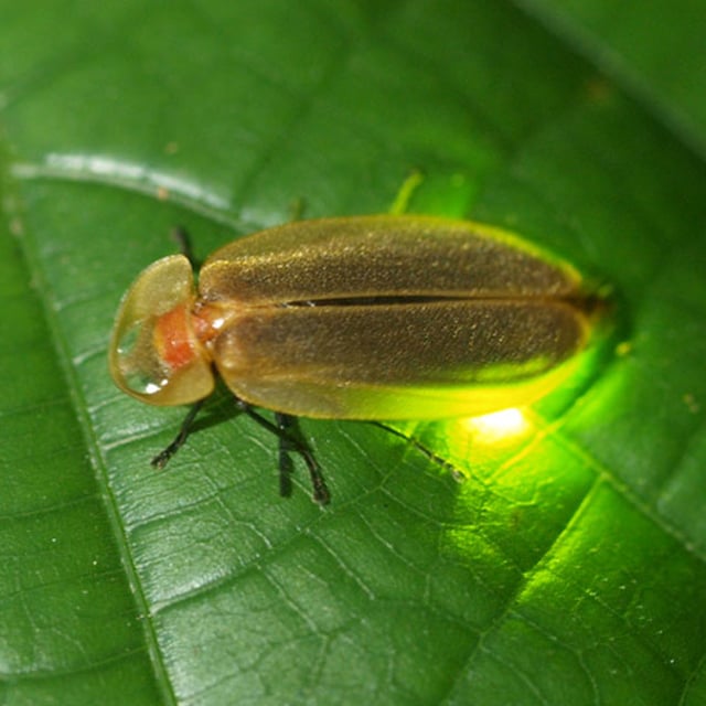 Hong Kong Fireflies