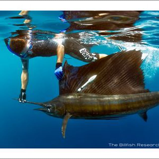 Billfish Research