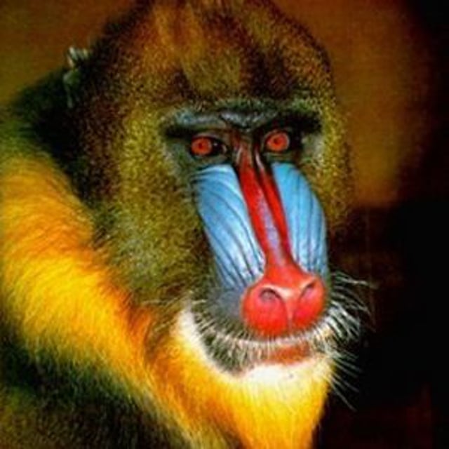 Mandrill Movies