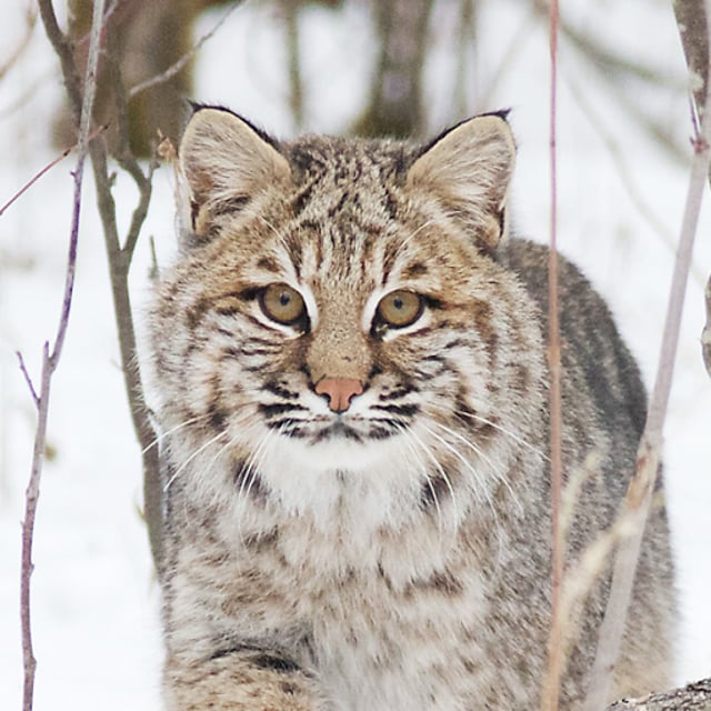 Yellow Bobcat