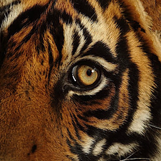 Ian Buckland - Director