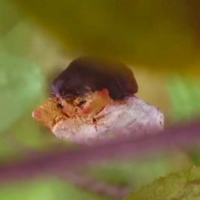 Jessica Goh - Animator