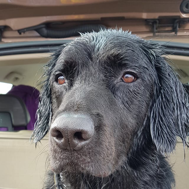 Alfie Halliwell-Sutton