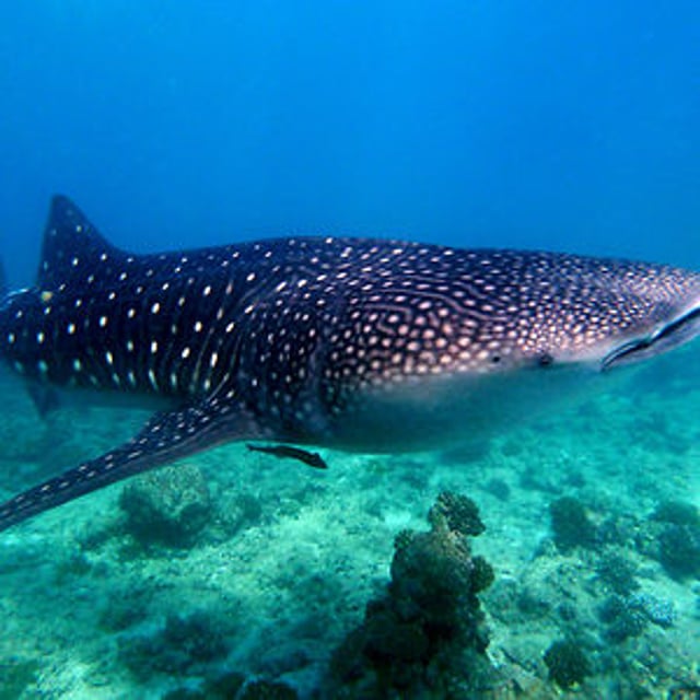 Jeremy Esguerra Chin