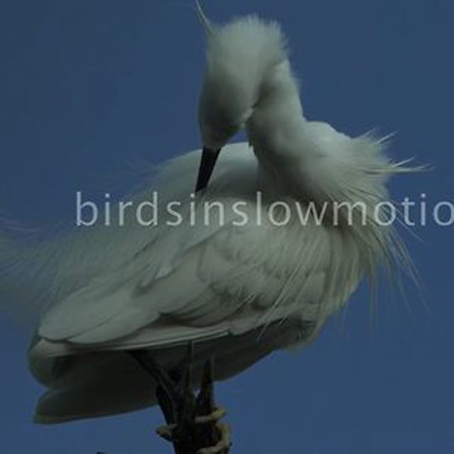 Birds in Slow Motion