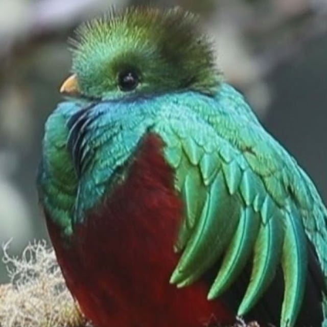 Quetzal