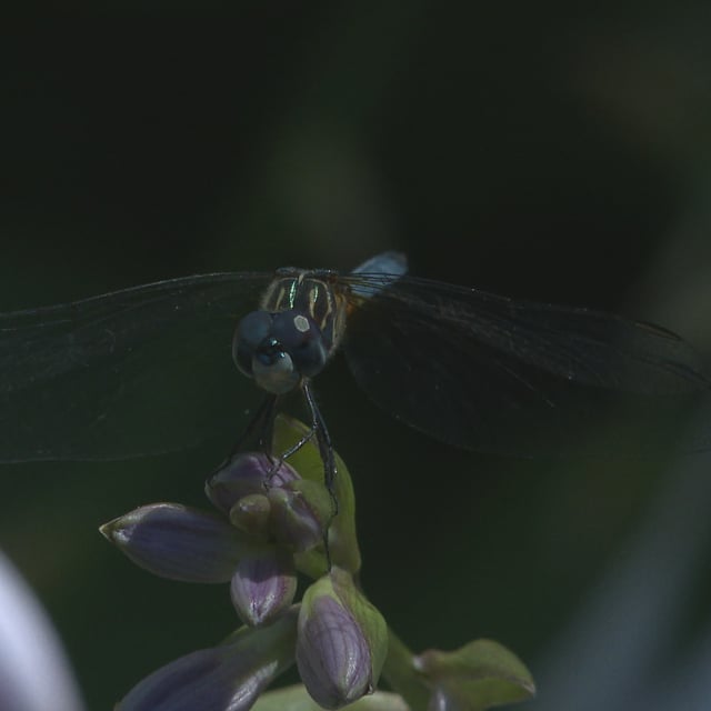 Jamie Deradorian-Delia