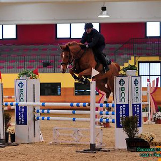 Euro Horse-sport horses for sale