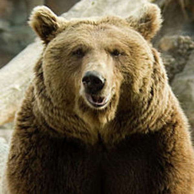 Electric bear