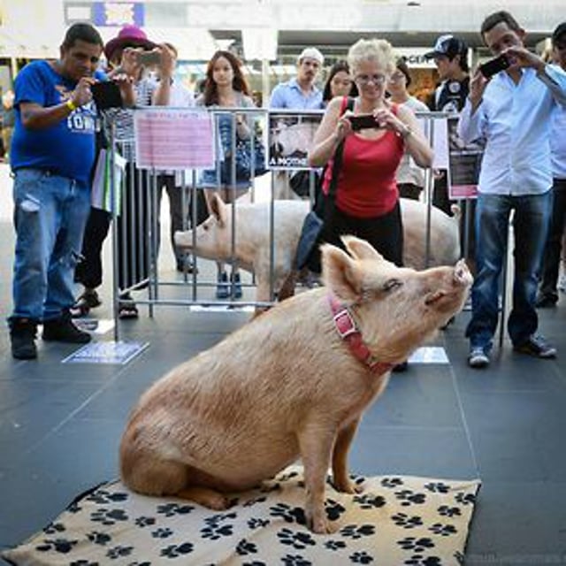 Melbourne Pig Save