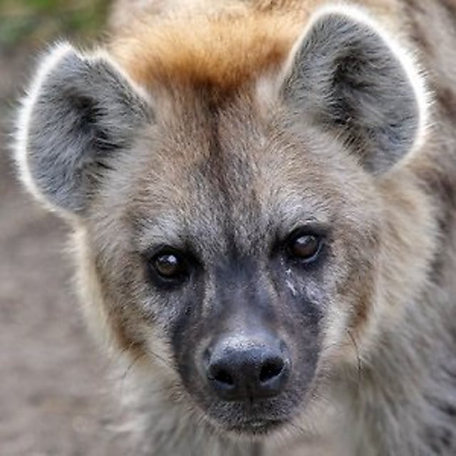 Hyena Sanctuary of North America