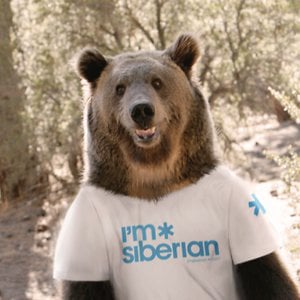 siberian bear on Vimeo