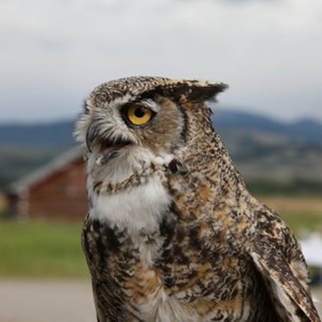 Teton Raptor Center