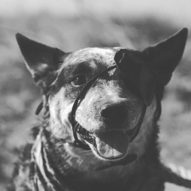 Danger Dog Productions - Film Director, Cinematographer & Wedding ...