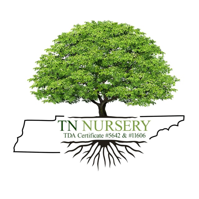 TN Nursery