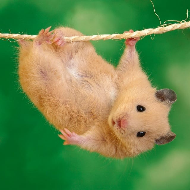 Hamster Whisker