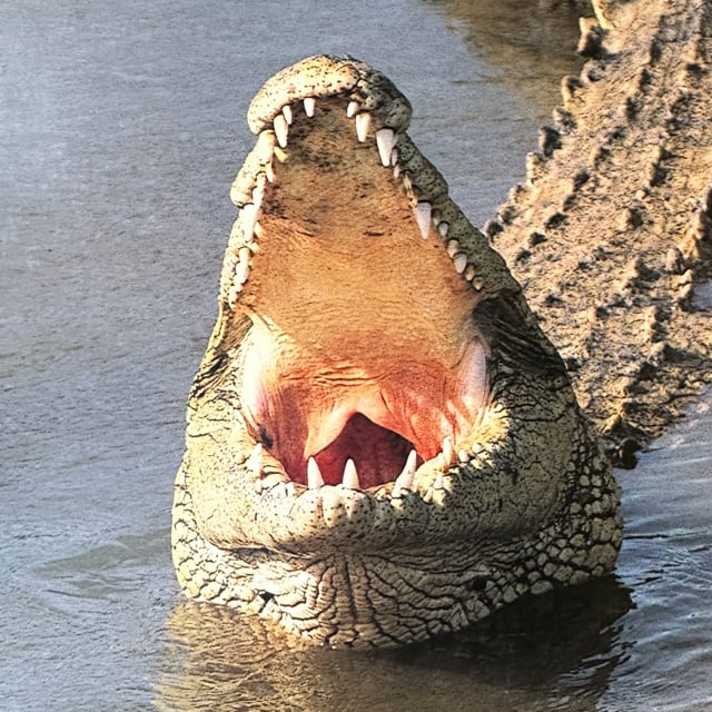 Robbie Barnett - Director