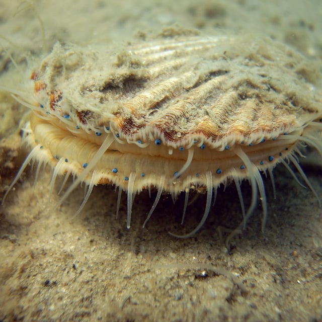 Cornell Extension Marine Program