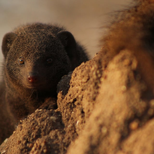 Dwarf Mongoose Research Project