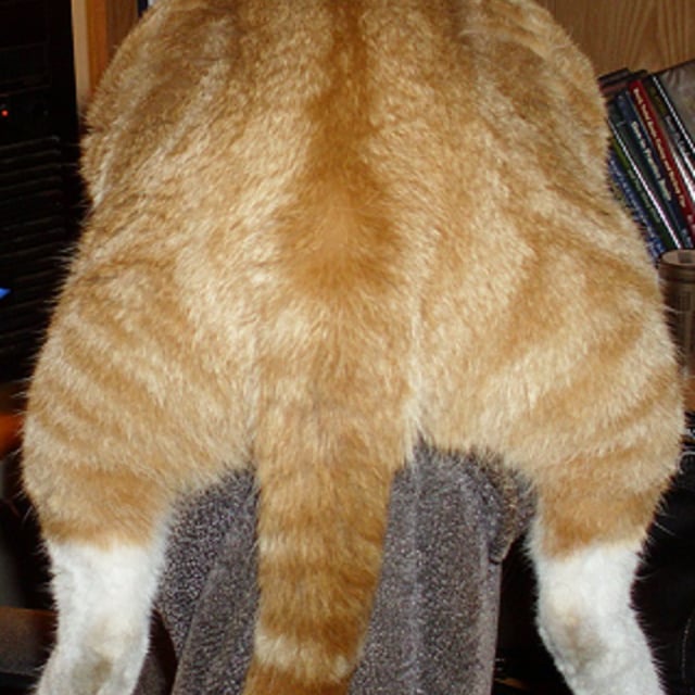 Tinfoot
