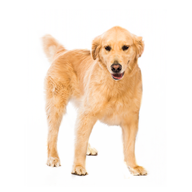 Vetz Petz USA