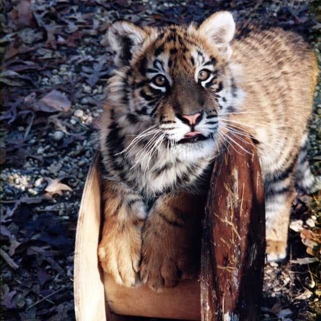 Tigers in America