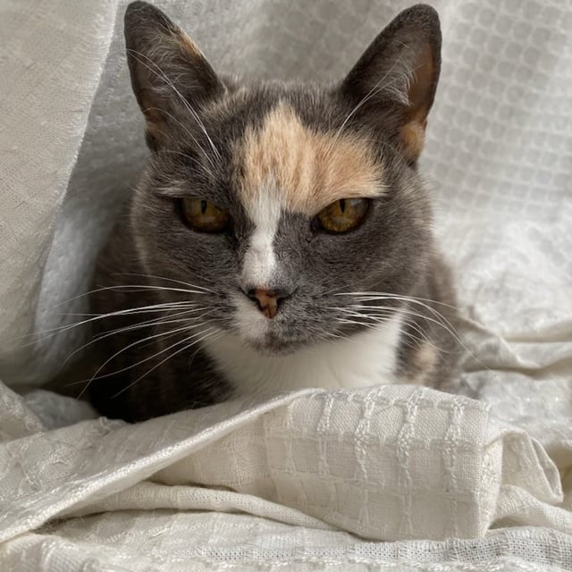 Kitty Cat