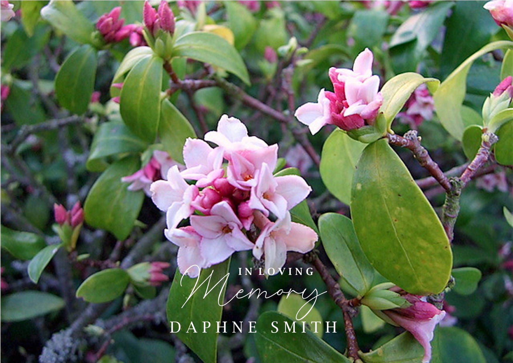 Daphne Smith - Funeral Service Live Stream