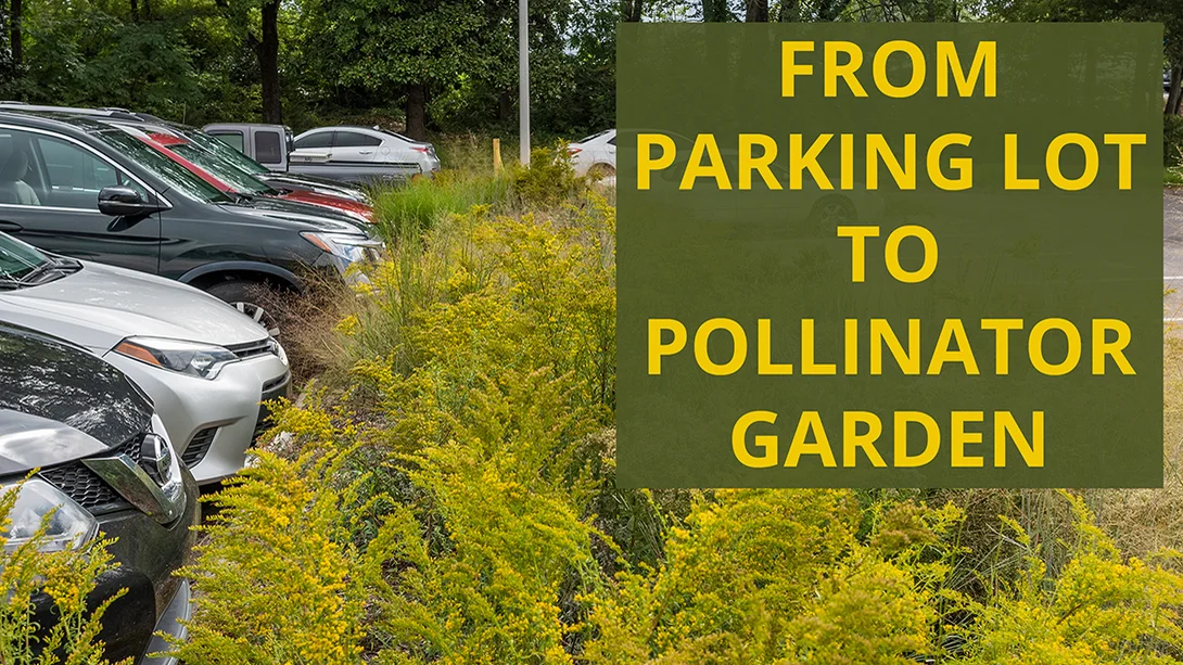 From Parking Lot to Pollinator Garden on Vimeo