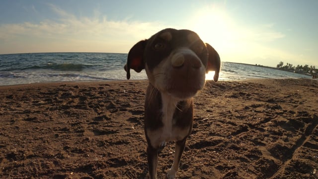 Mais de 40 vídeos grátis em HD e 4K de Cachorro Feliz e Feliz - Pixabay