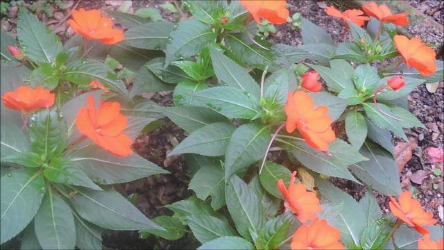 Blume Maria-Sapeca Korallenblume - Free video on Pixabay - Pixabay