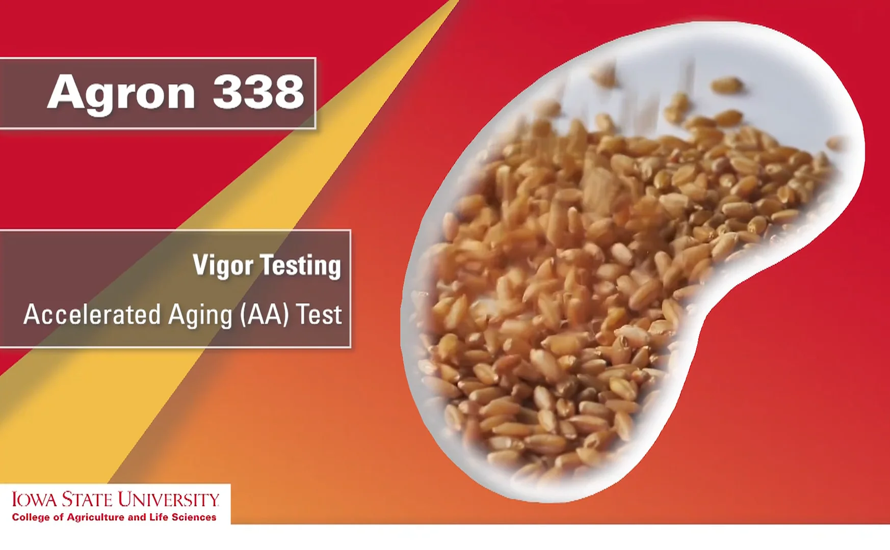 Agron 338 - Vigor Testing - AA Test on Vimeo