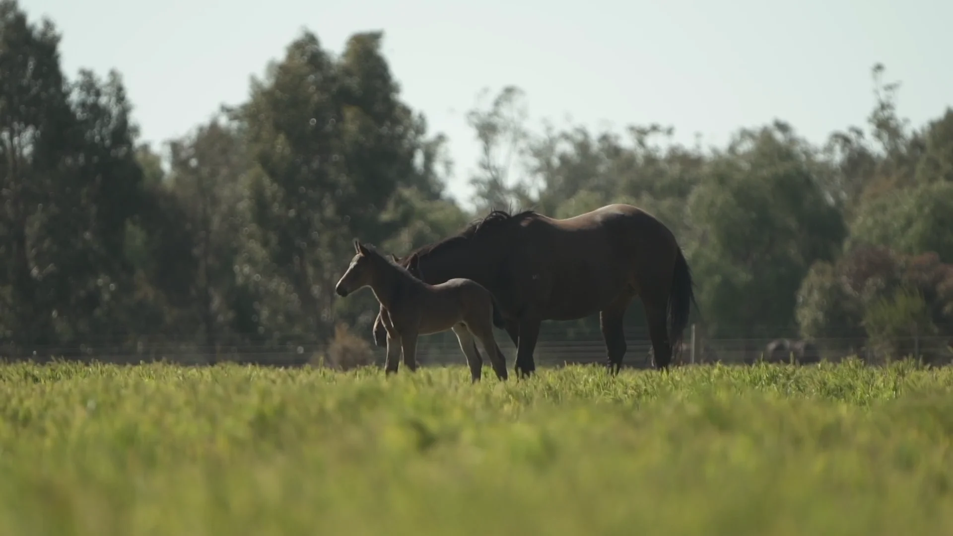 Jason Mares Doco 20201117 on Vimeo