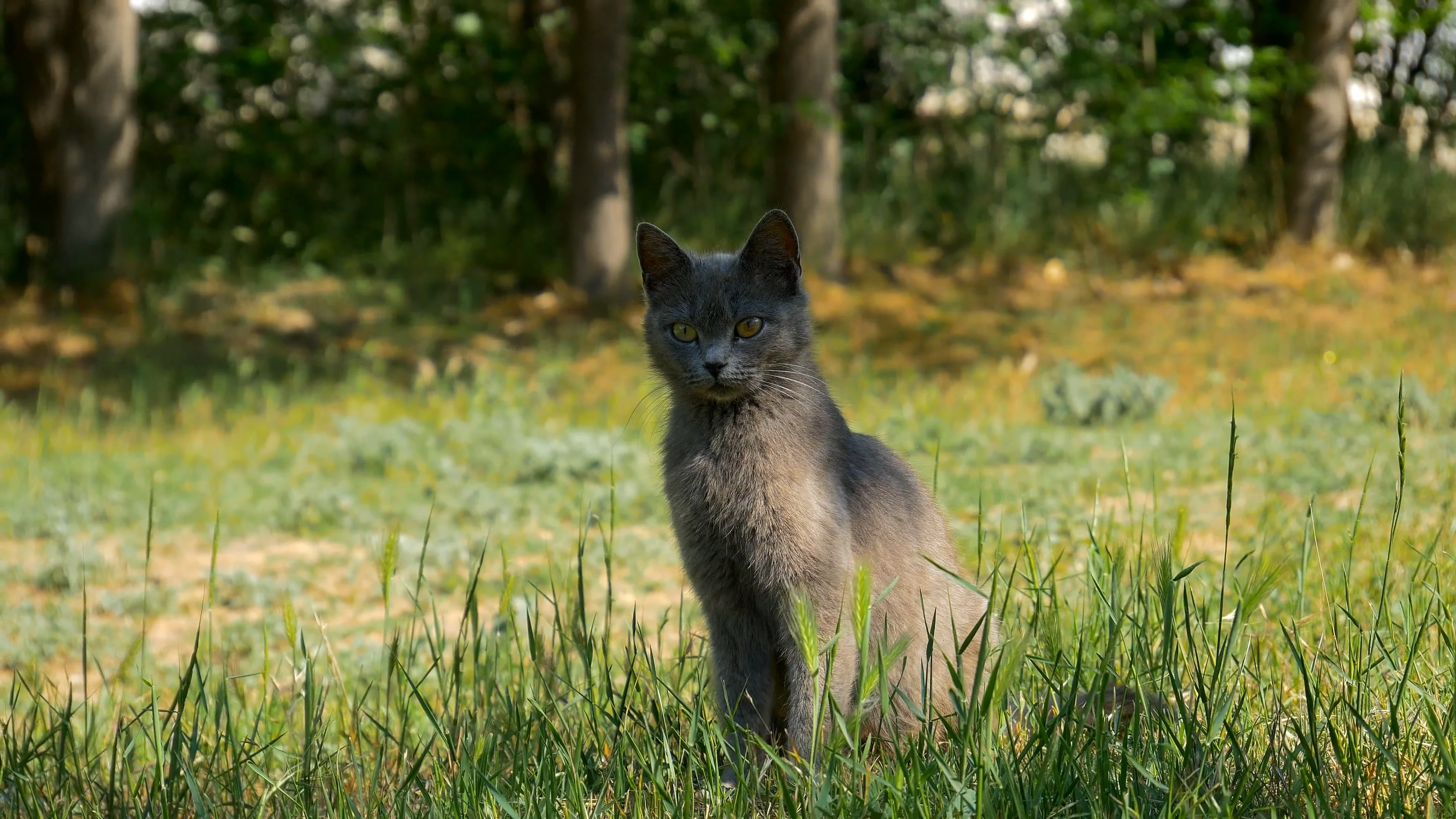 Cat Smoky - 43582.mp4 on Vimeo