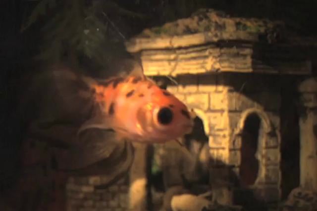 Frantic Fish on Vimeo