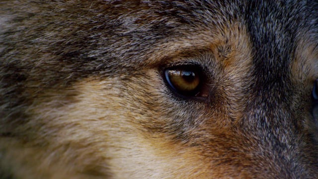 Wolf Augen Eckzahn - Free video on Pixabay - Pixabay