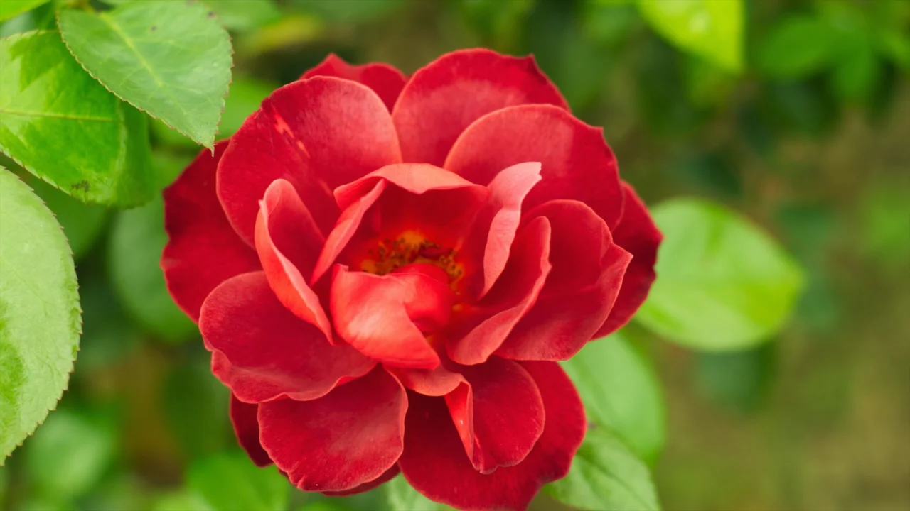 La légende de la Rose on Vimeo