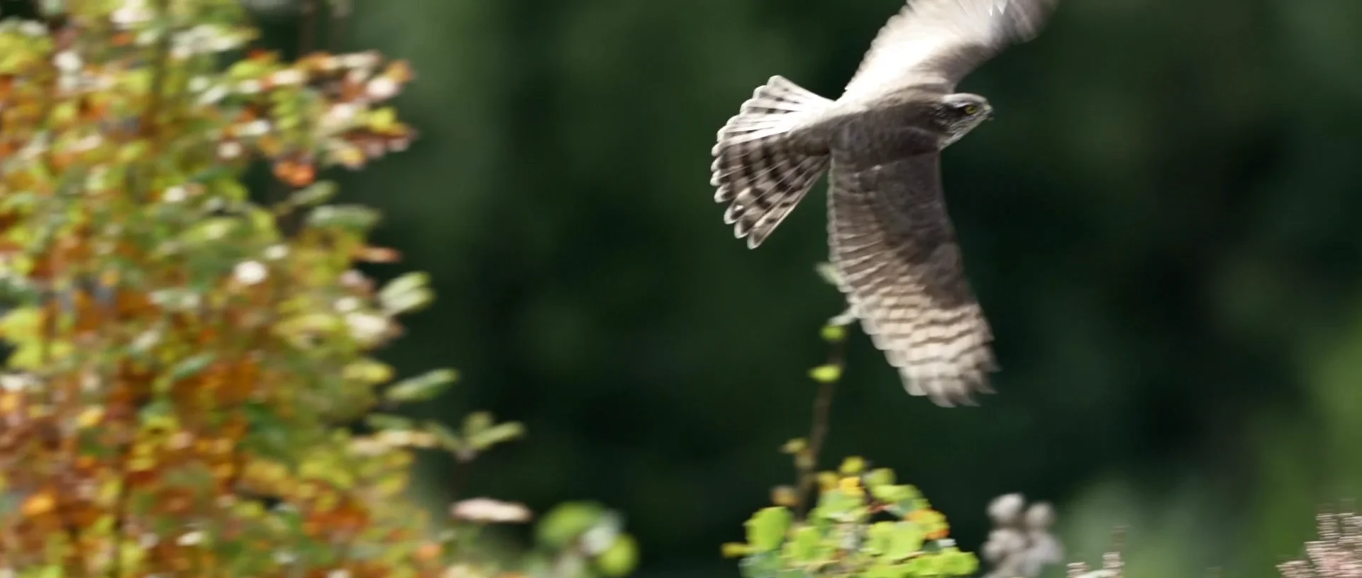 Sparrow hawk chasing magpie when the magpie turns the game around on Vimeo