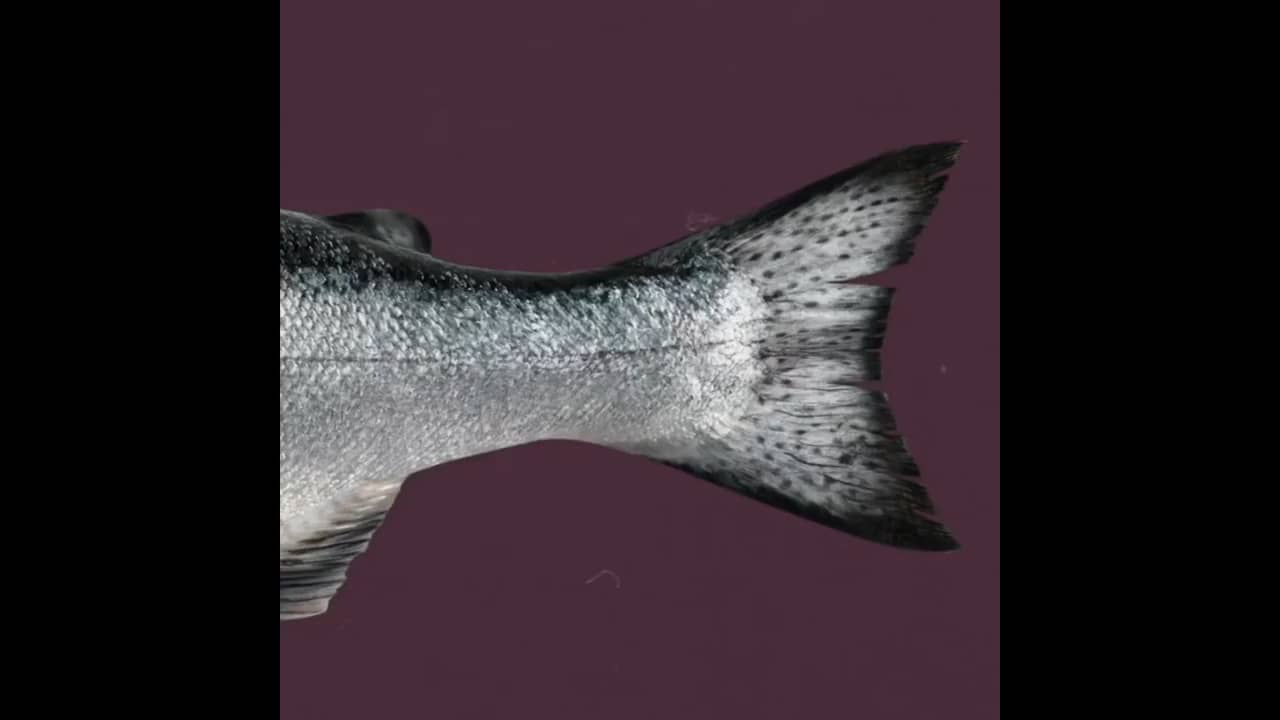 SUPREME JUNE HOG on Vimeo