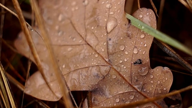 Sheet, Autumn, Dew. Free Stock Video - Pixabay
