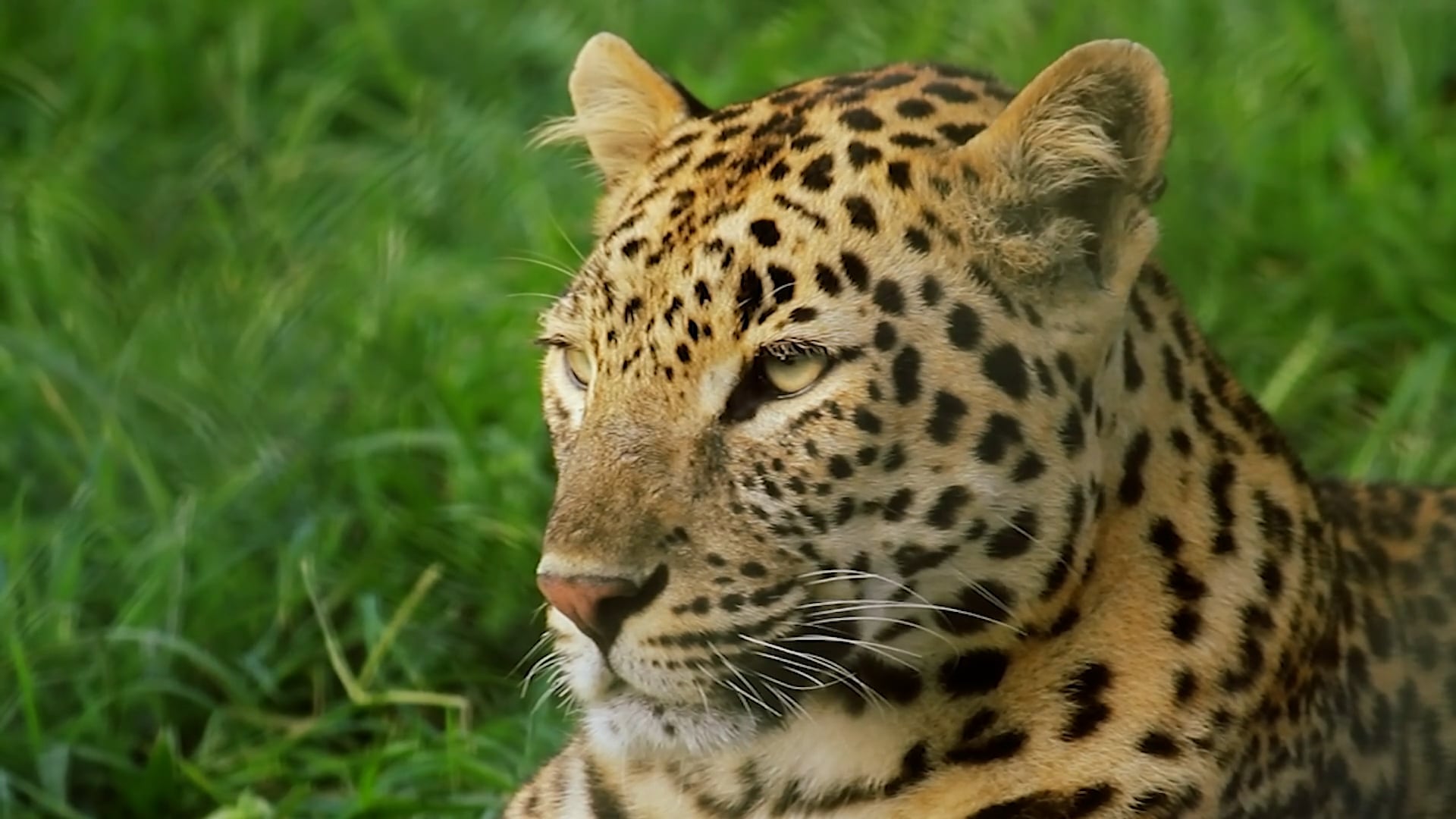 Big 5 Leopard on Vimeo