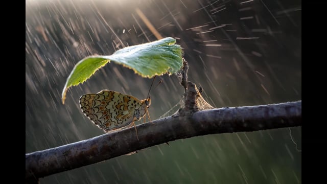 Rain, Butterflies, Nature. Free Stock Video - Pixabay
