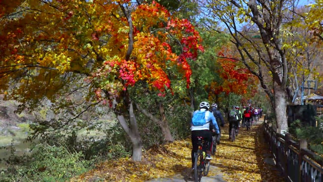 Autumn Leaves Riding Bike - Free video on Pixabay
