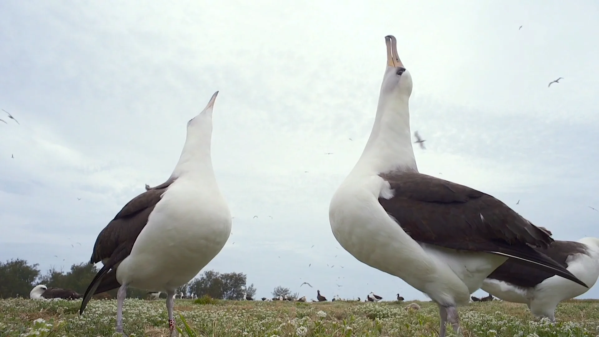 ALBATROSS - film trailer // Midway Island plastic pollution documentary ...