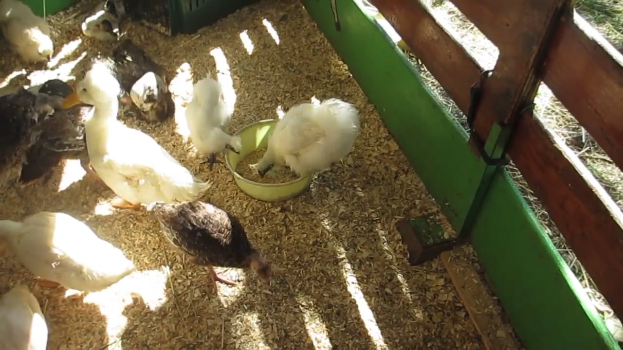 RPP_QD_3021_MA_Chickens_eating_at_CNE_Petting_Zoo-m72J1QMfLmg_GC ...