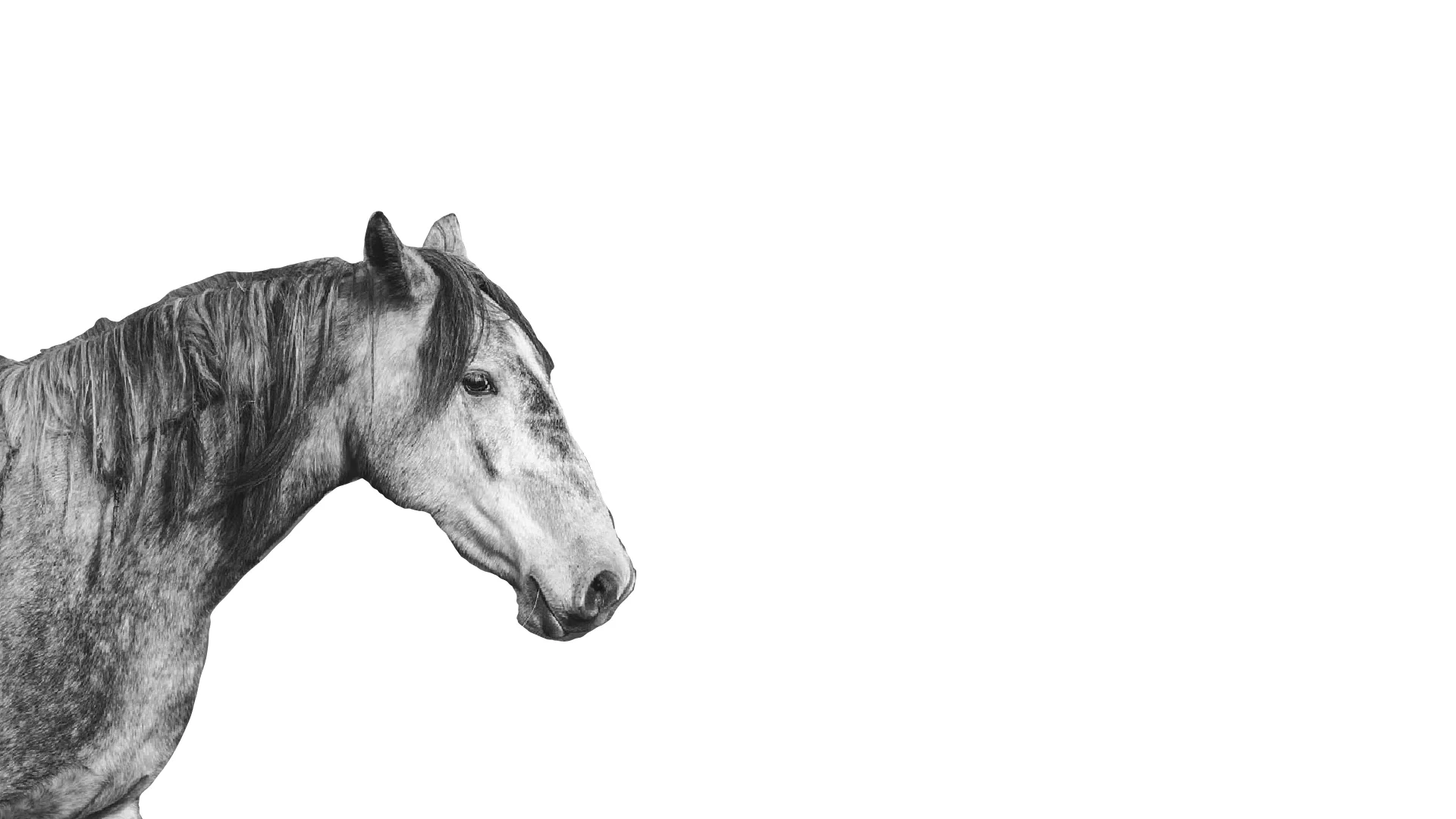 The Stallion on Vimeo