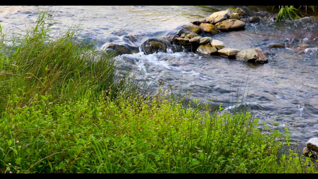 Creek Stream River - Free video on Pixabay
